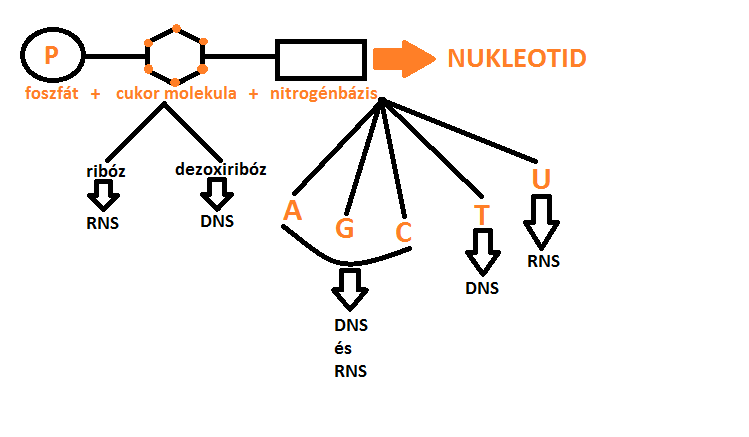 AZ ANATÓMIA VILÁGA